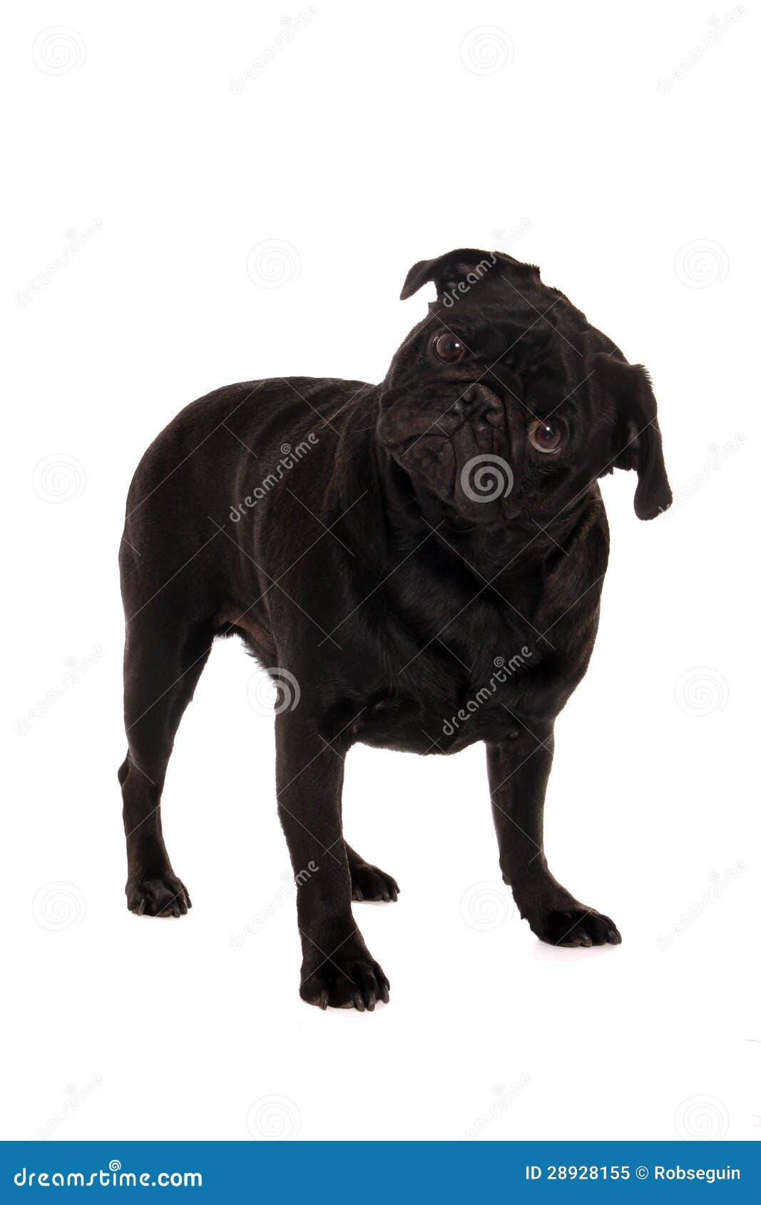 Roquet confus image stock. Image du rester, doux, confus - 28928155