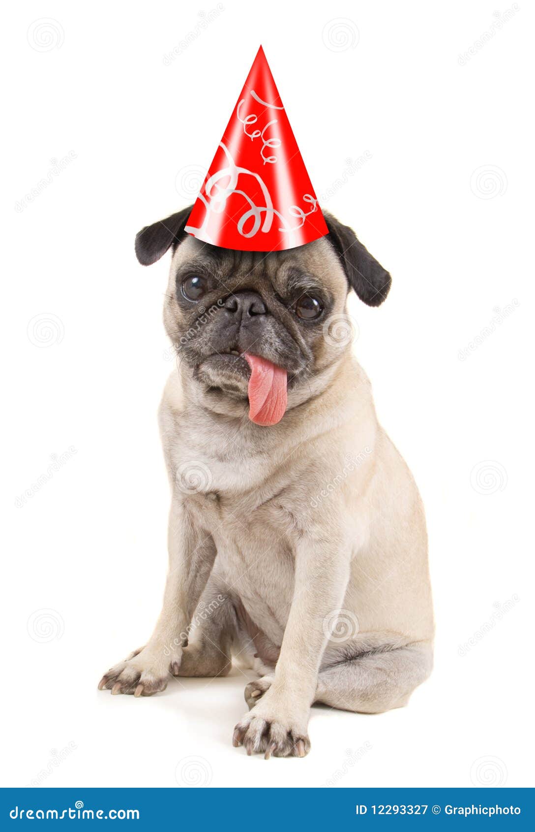 Roquet d'anniversaire image stock. Image of mammifère - 12293327