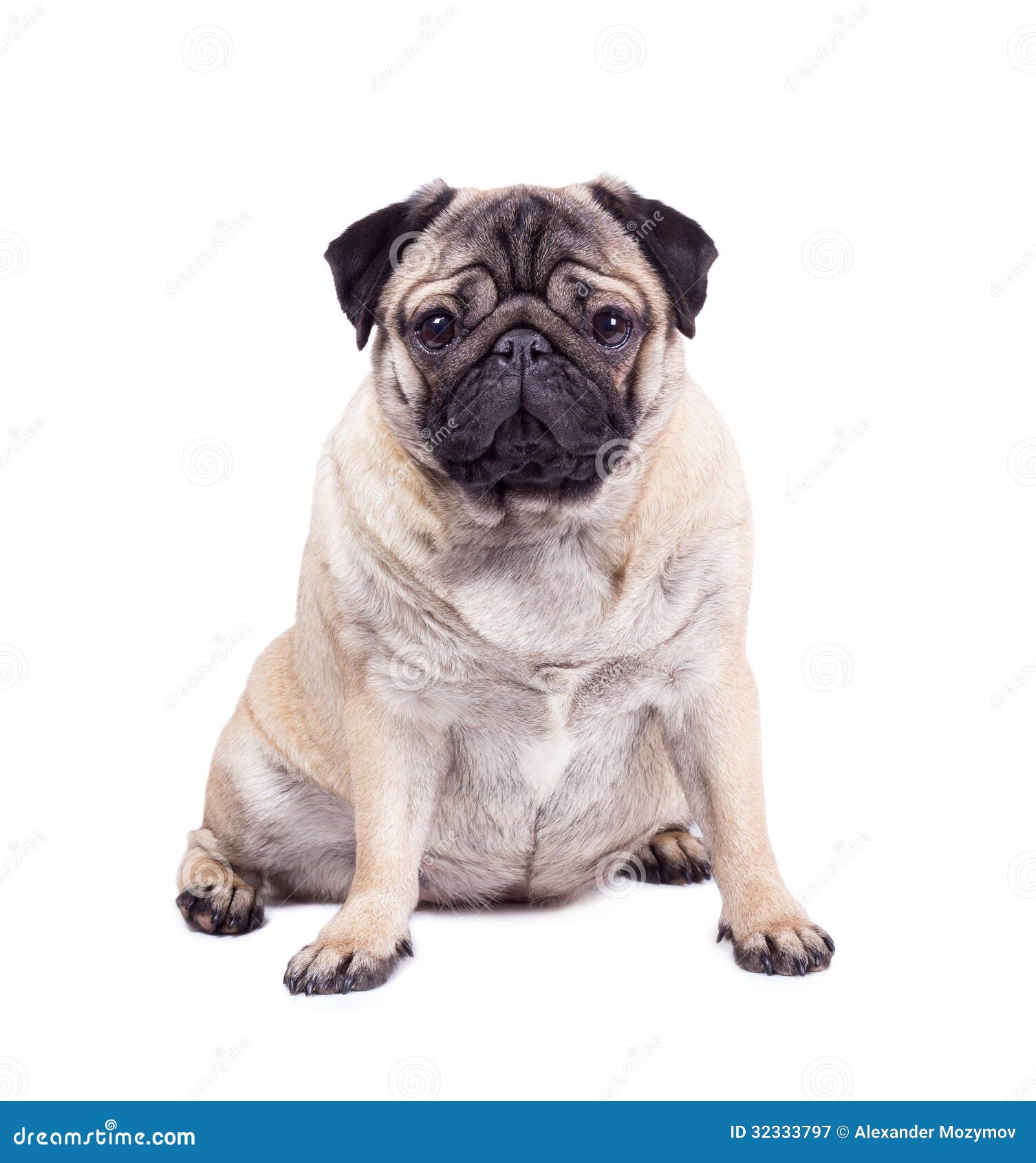 Roquet de race de chien image stock. Image du chiot, canin - 32333797