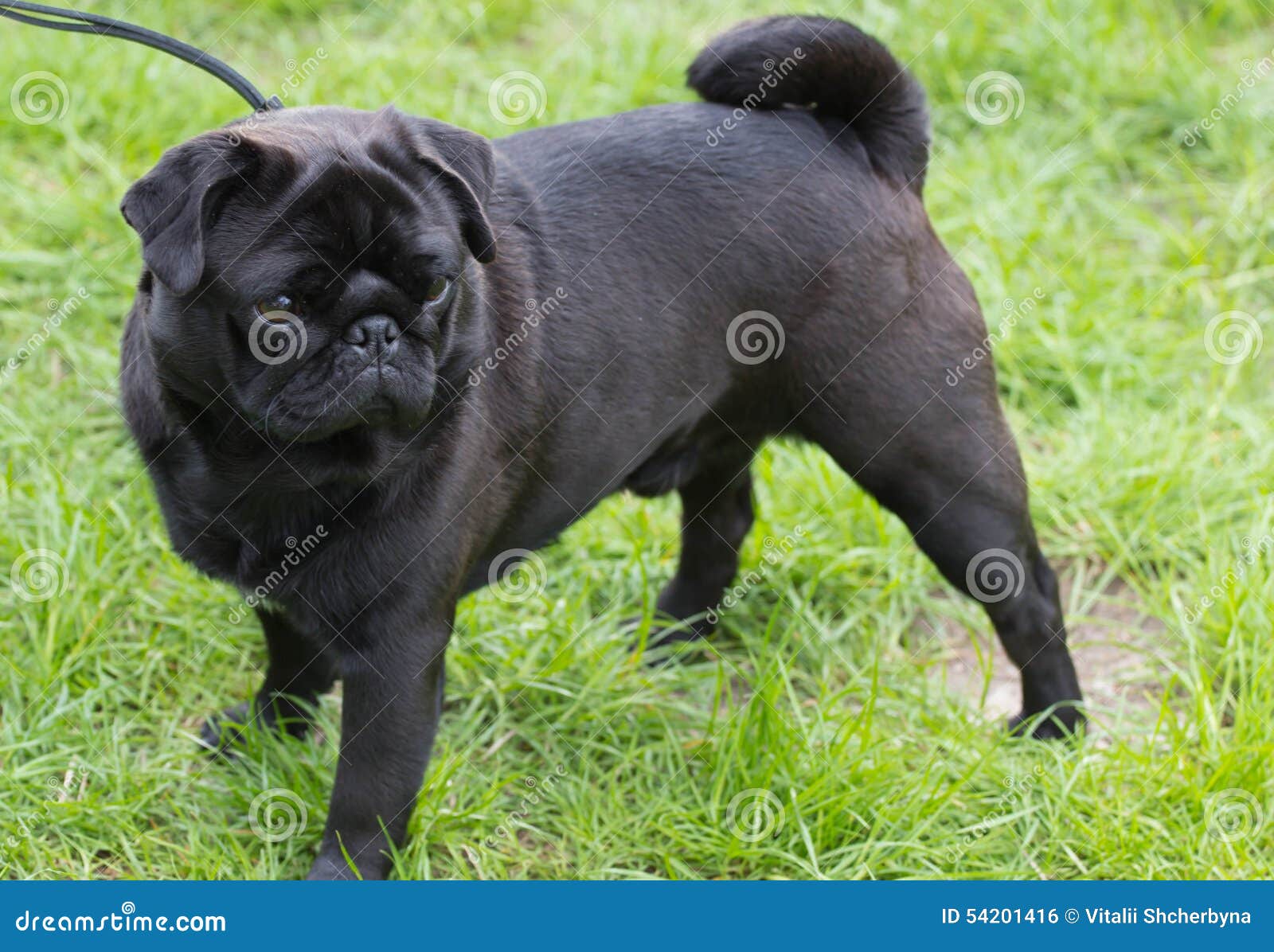 Roquet noir avec le vert photo stock. Image du ressort - 54201416
