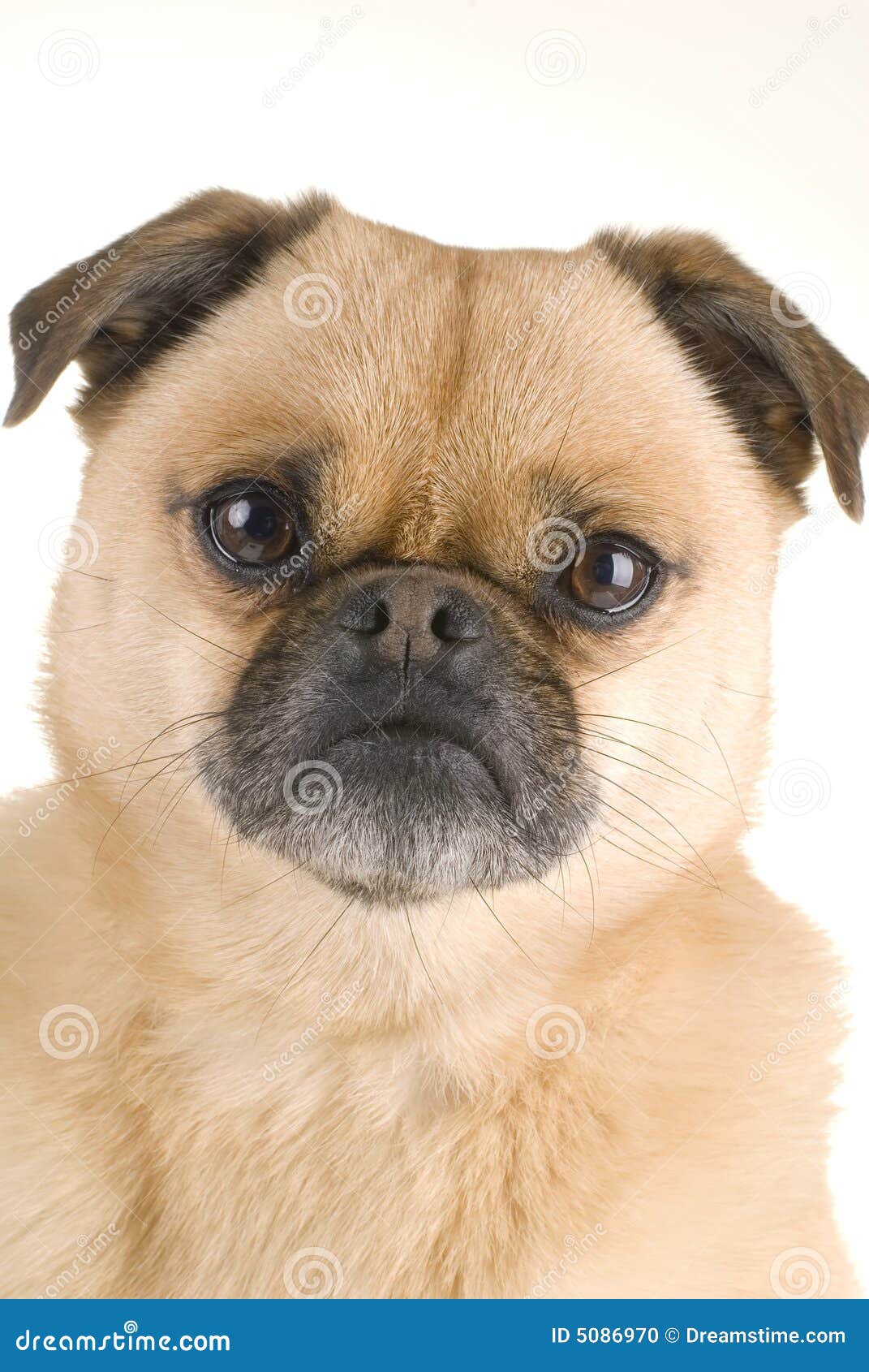 Roquet-Pomeranian photo stock. Image du race, yeux, orange - 5086970