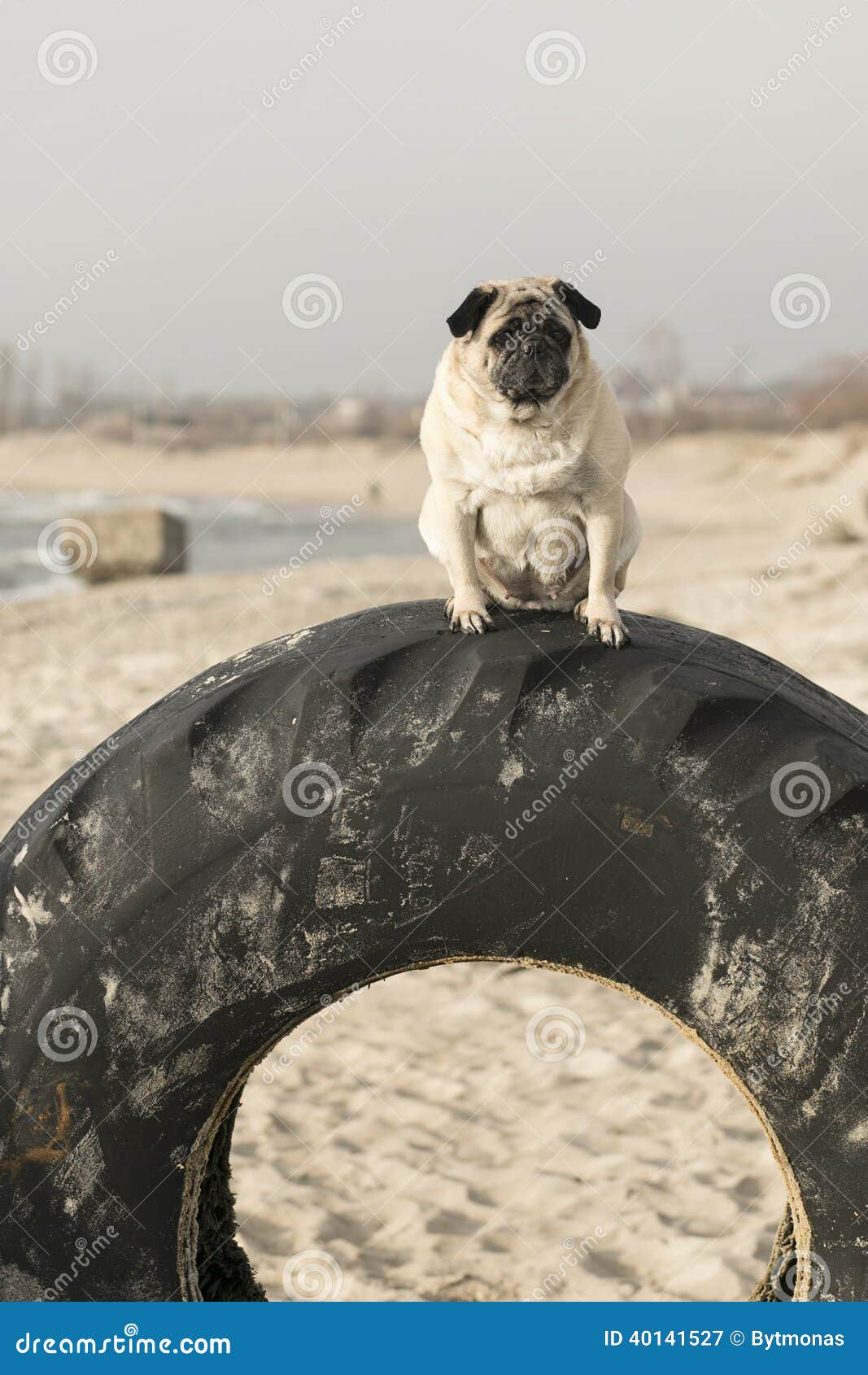 Roquet sur le pneu image stock. Image du plage, crabot - 40141527