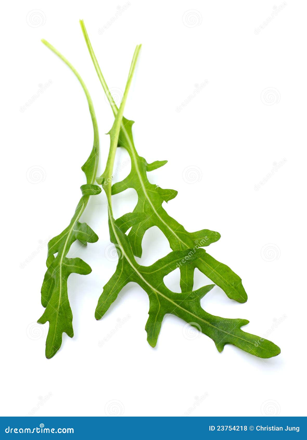 Roquette Royalty Free Stock Photos - Image: 23754218