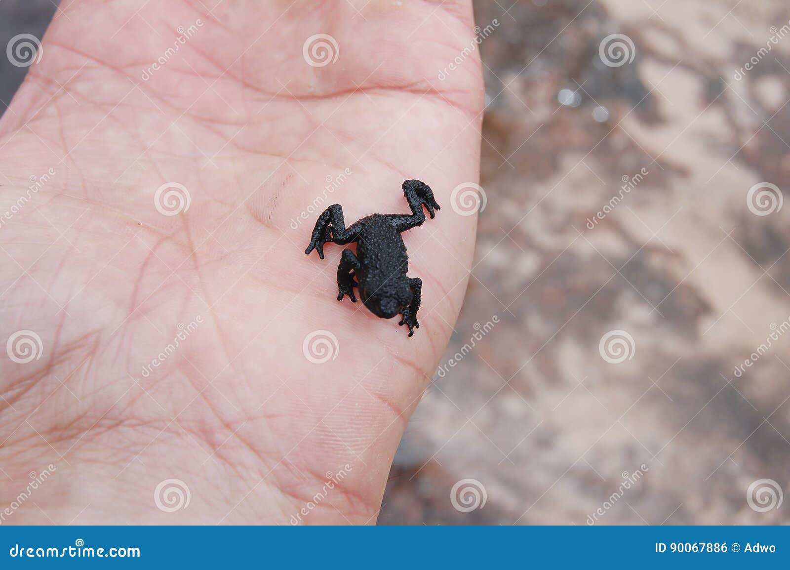 Roraima Black Frog - Venezuela Stock Photo - Image of walk, tiny: 90067886