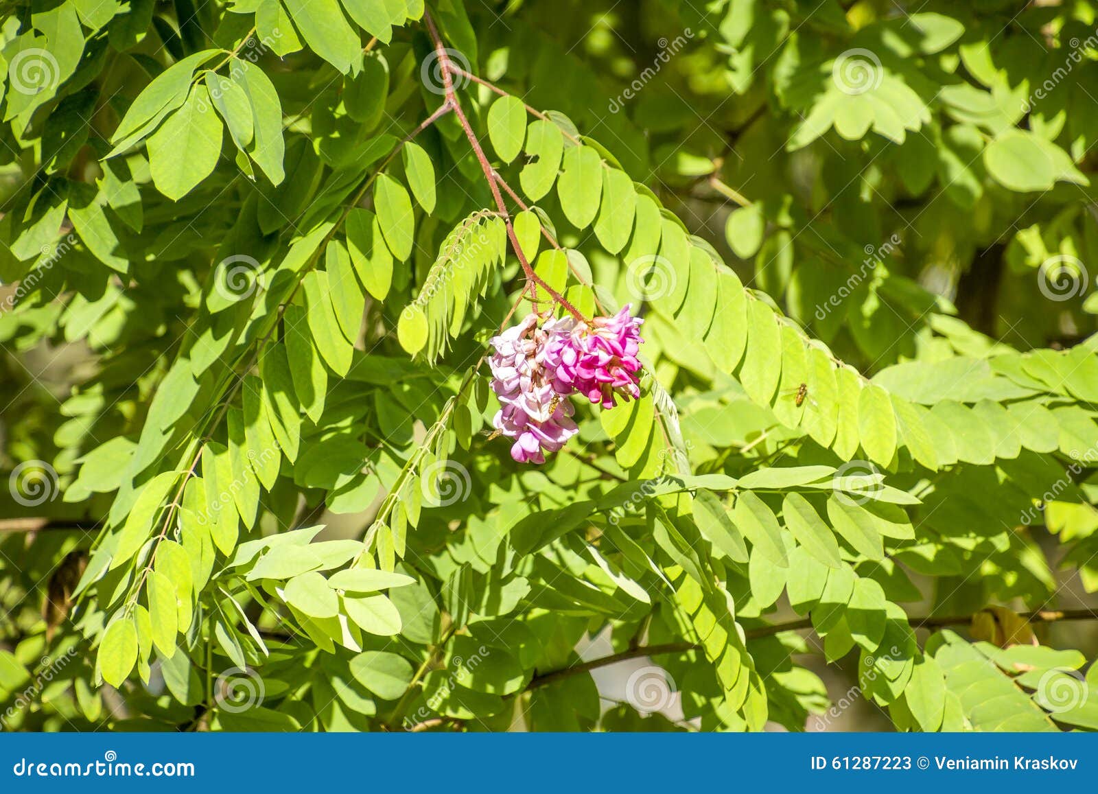 Rosa akacia fotografering för bildbyråer. Bild av grön - 61287223