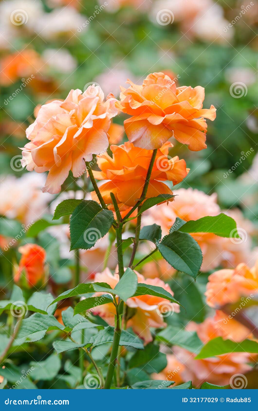 Rosa alaranjada imagem de stock. Imagem de rosas, florescer - 32177029