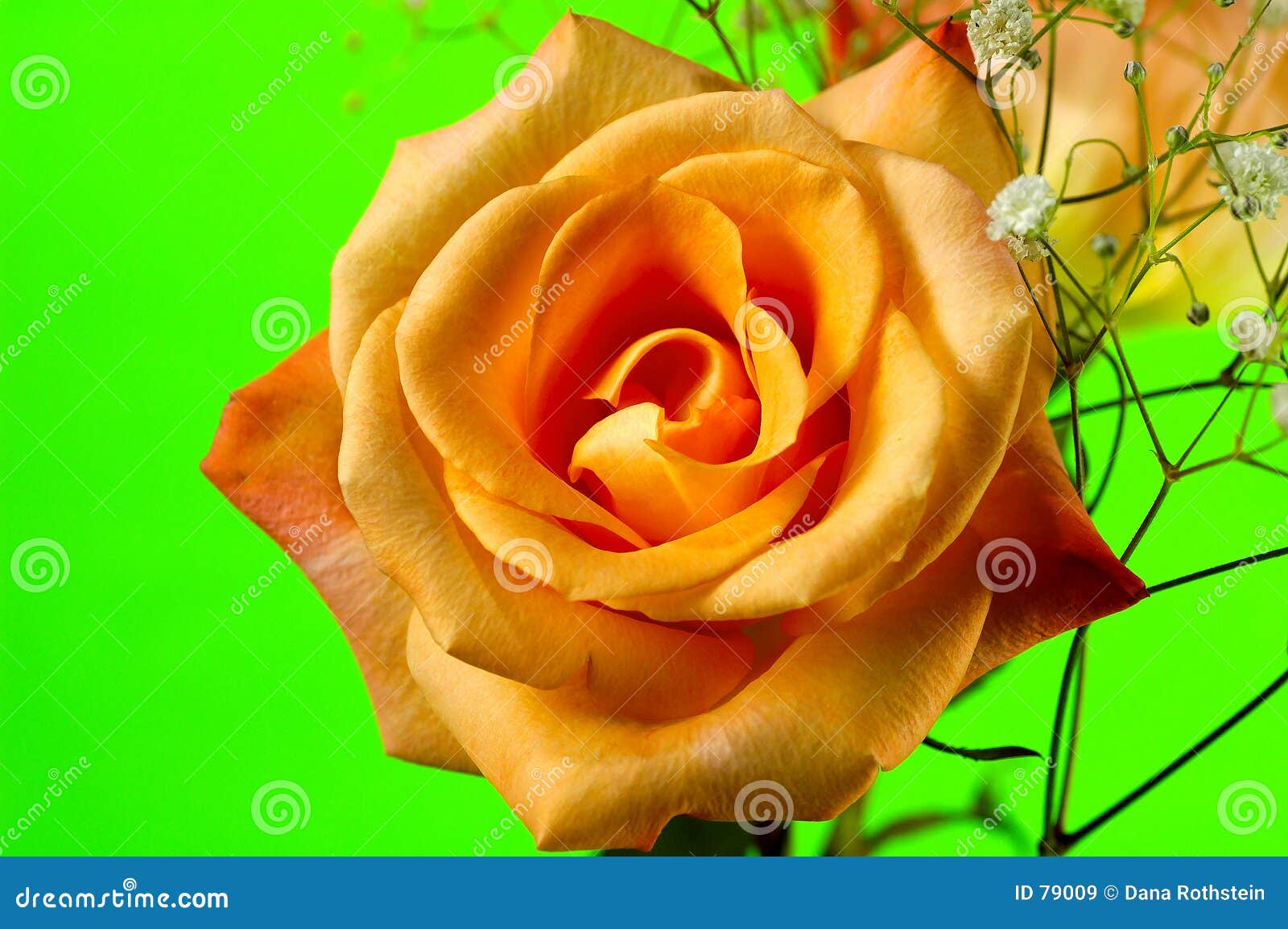 Rosa alaranjada 4 imagem de stock. Imagem de detalhes, floral - 79009