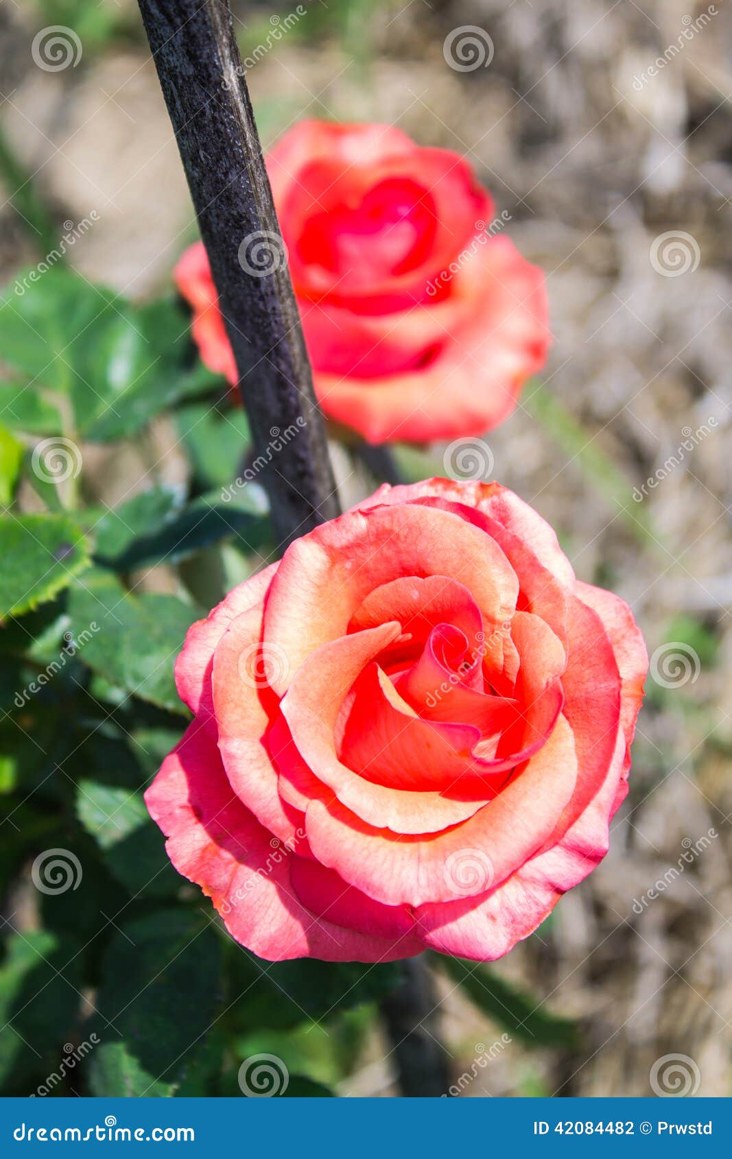 Rosa alaranjada foto de stock. Imagem de beleza, valentina - 42084482