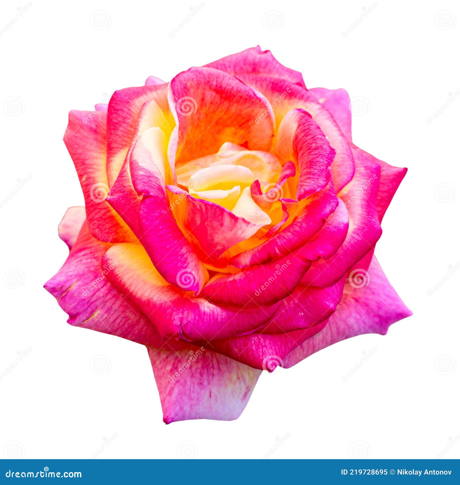 Rosa Amarillo Rosa Rosa Capullo Aislado Sobre Fondo Blanco Imagen de ...