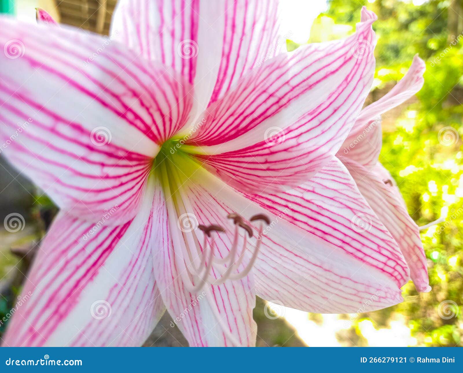 Rosa Amaryllis Mrs Garfield Imagen de archivo - Imagen de flor ...