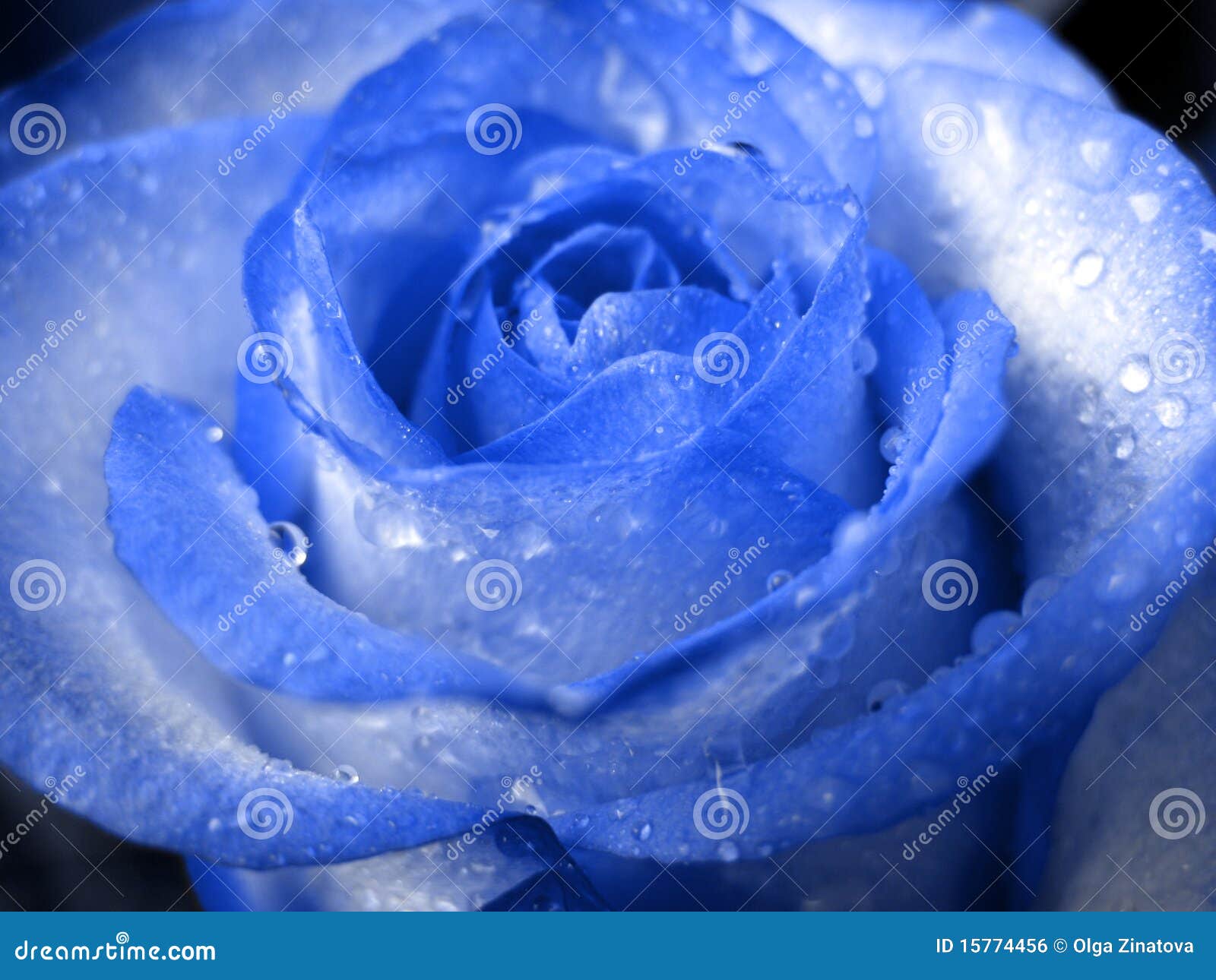 Rosa azul foto de stock. Imagem de gotas, pétalas, azul - 15774456