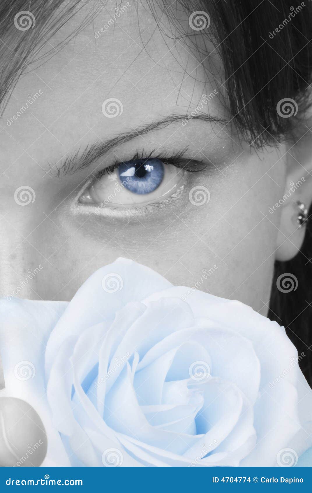 Rosa in azzurro fotografia stock. Immagine di espressivo - 4704774