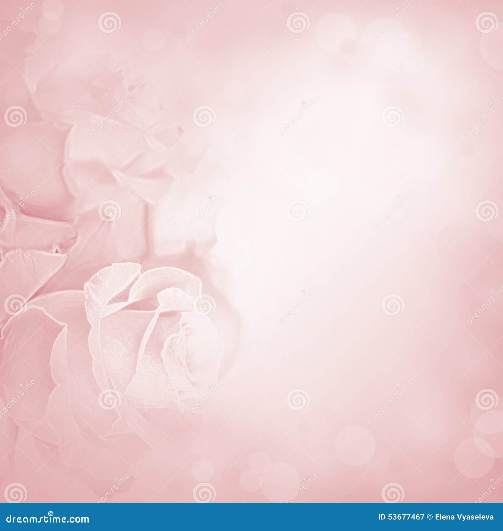 Rosa Bakgrund Med Rose Blommor Fotografering för Bildbyråer - Bild av ...