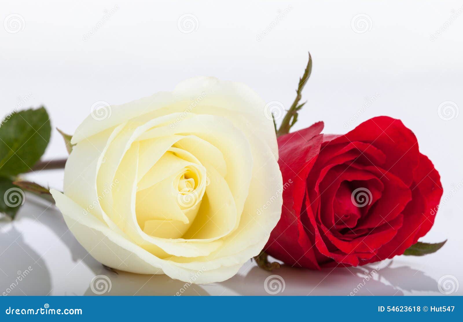 Rosa bianca e rosa rossa fotografia stock. Immagine di fragilità - 54623618