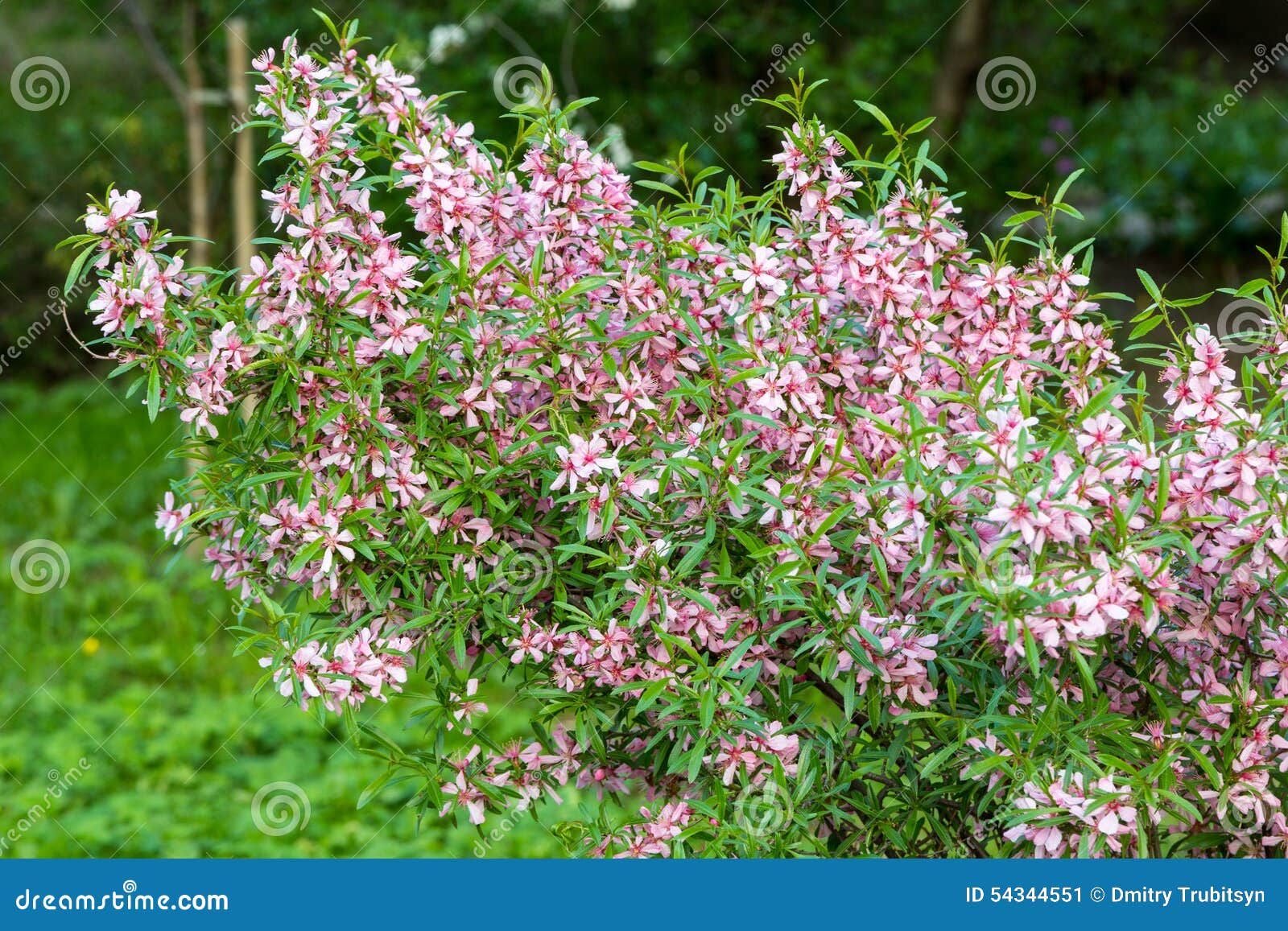 Rosa Blühender Strauch Stockfoto - Bild: 54344551