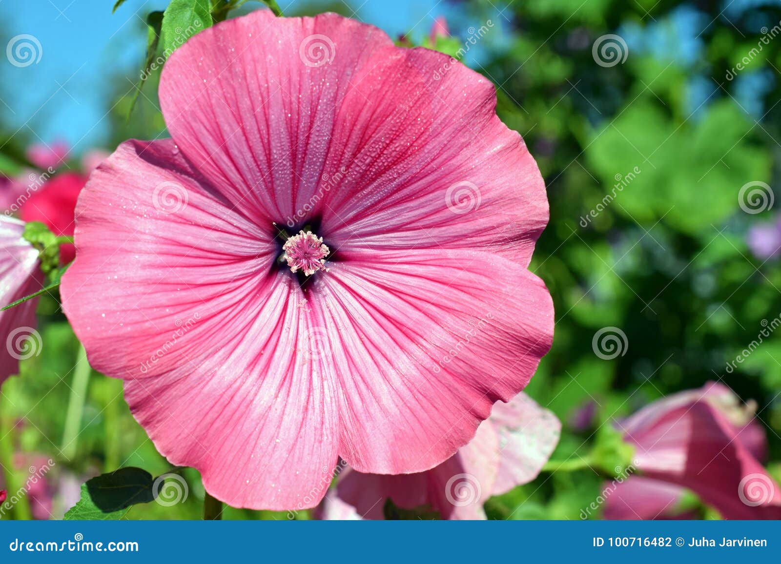 Rosa Blomma Av Lavateratrimestris, Silverkopp Arkivfoto - Bild av djup ...