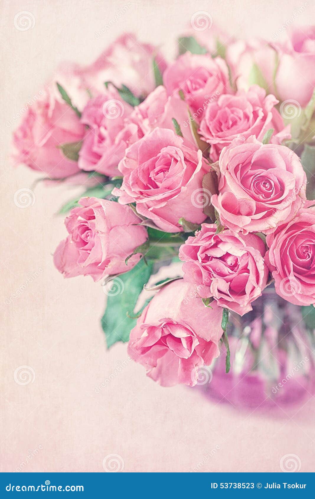 Rosa blommor fotografering för bildbyråer. Bild av härlig - 53738523