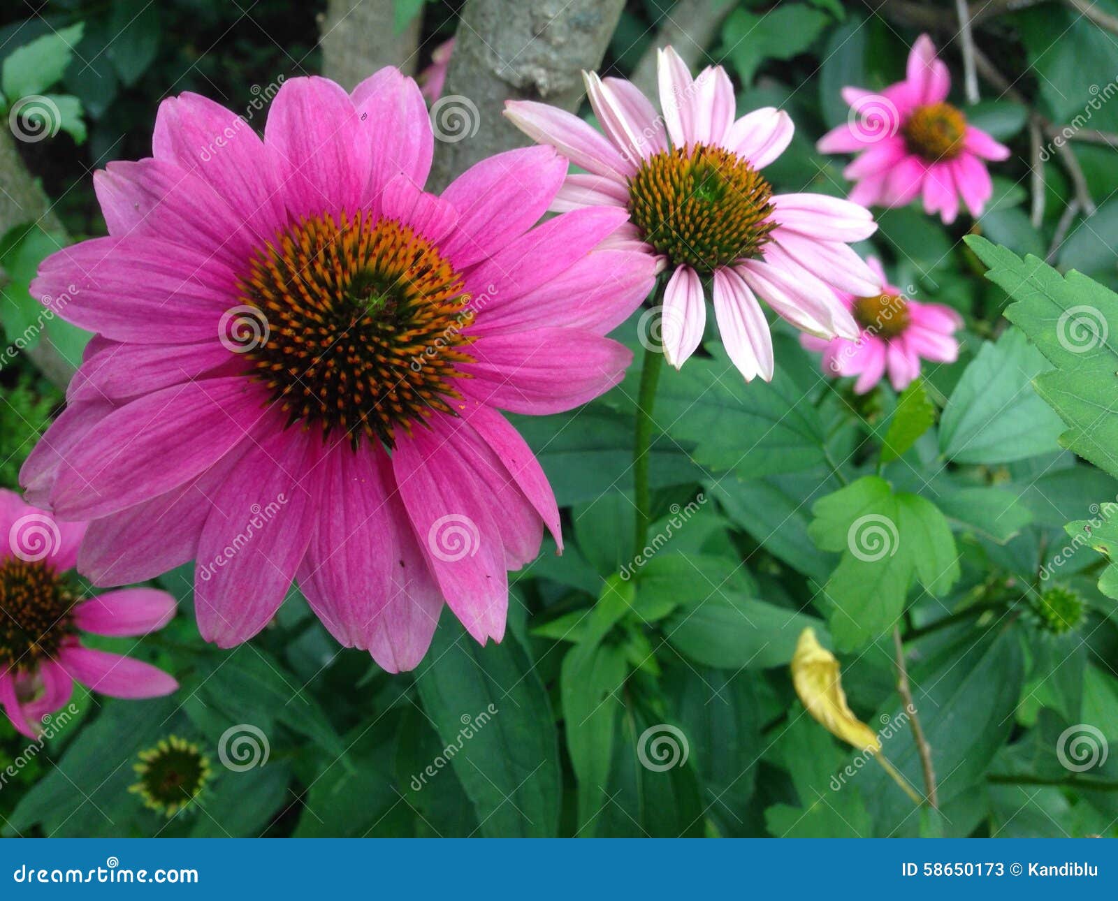 Rosa blommor fotografering för bildbyråer. Bild av rosa - 58650173