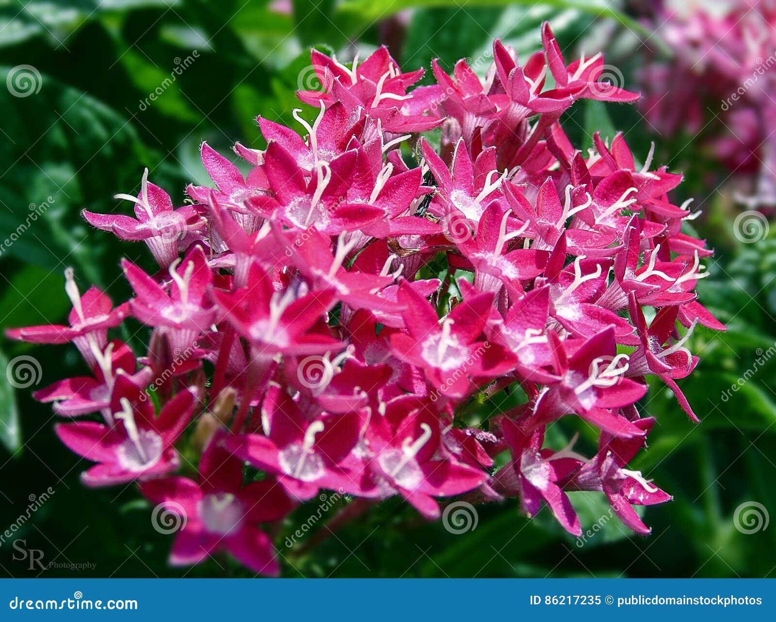 Rosa Blommor Bild. Bild: 86217235