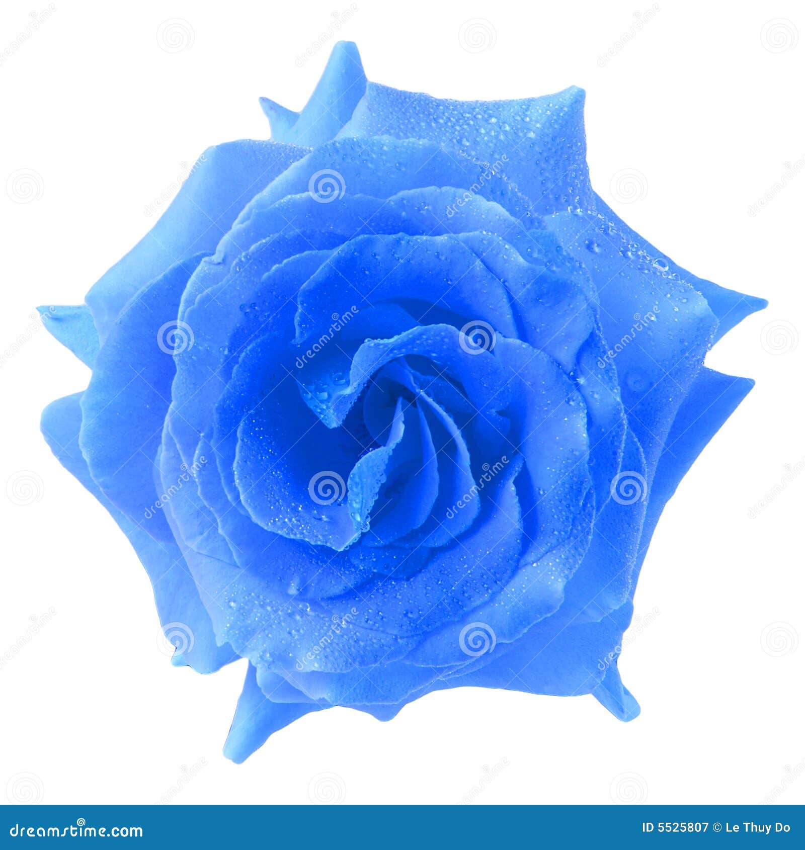 Rosa blu immagine stock. Immagine di rose, romanzesco - 5525807