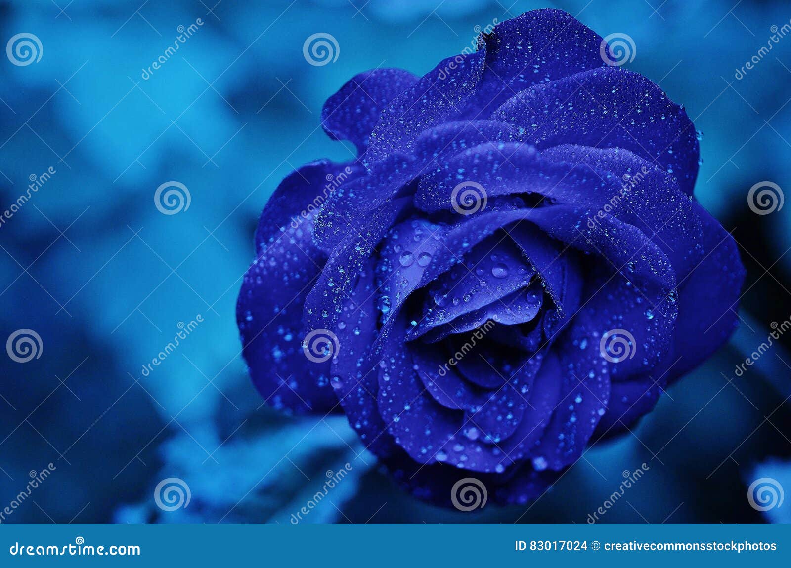 Rosa Blu Immagine. Immagine: 83017024