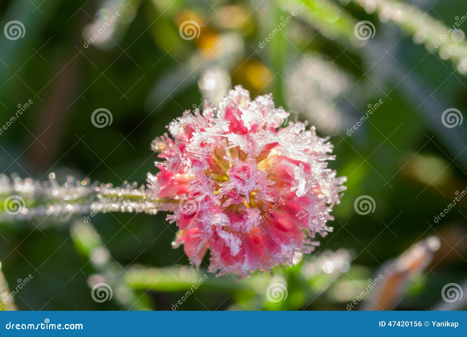 Rosa Blume Eines Klees Wird Mit Reifmakro Bedeckt Stockfoto - Bild von ...