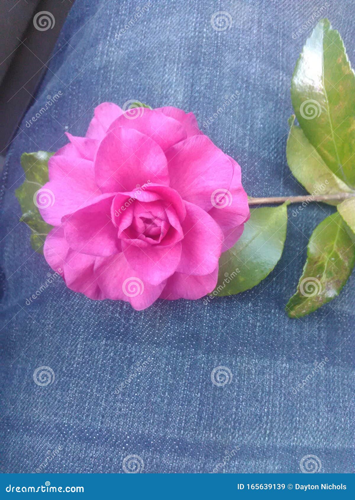 Rosa, bonito rosa y bonito imagen de archivo. Imagen de rosa - 165639139