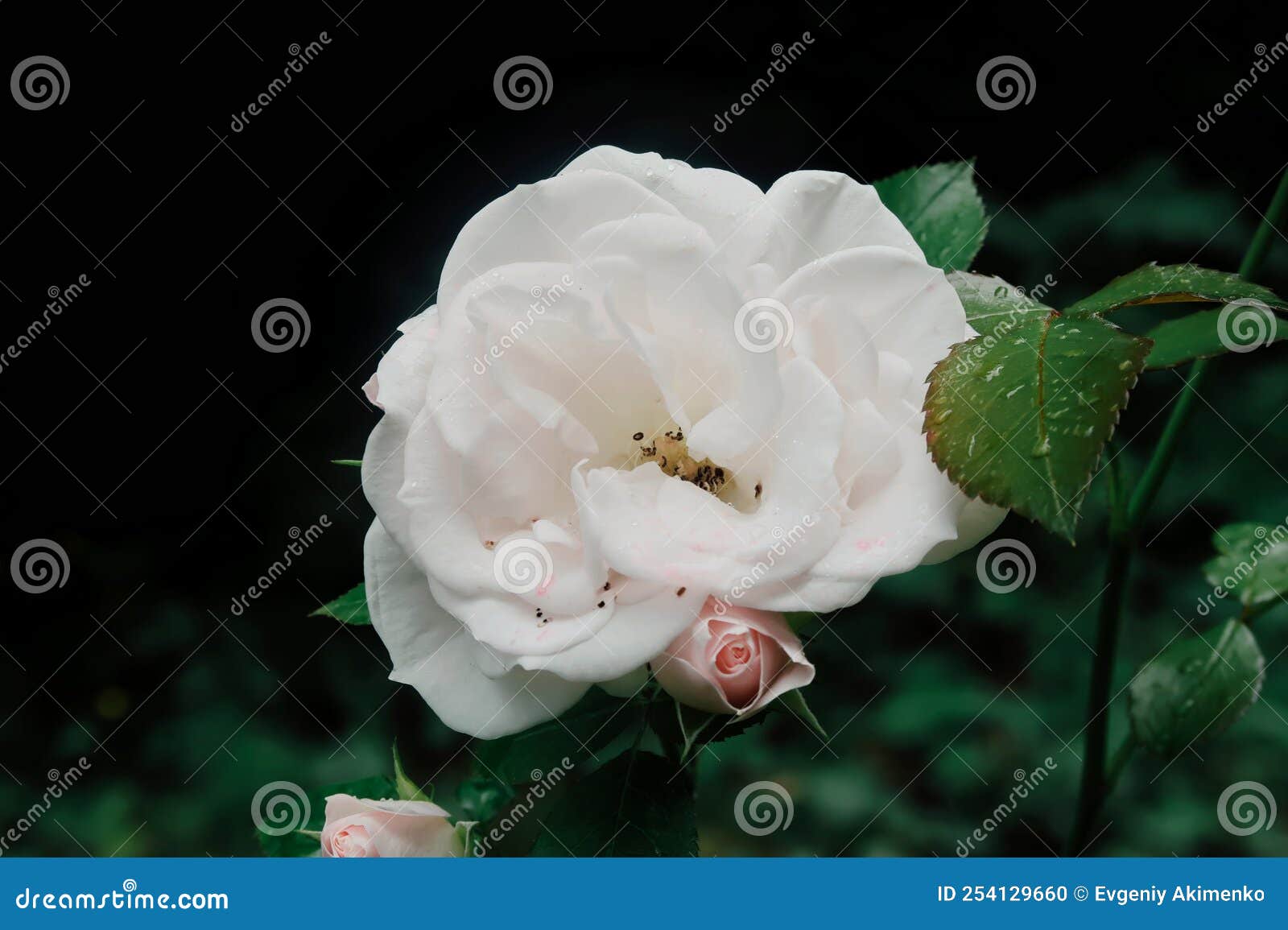 Rosa Branca Fechada Sobre Fundo Preto Foto de Stock - Imagem de buquê ...