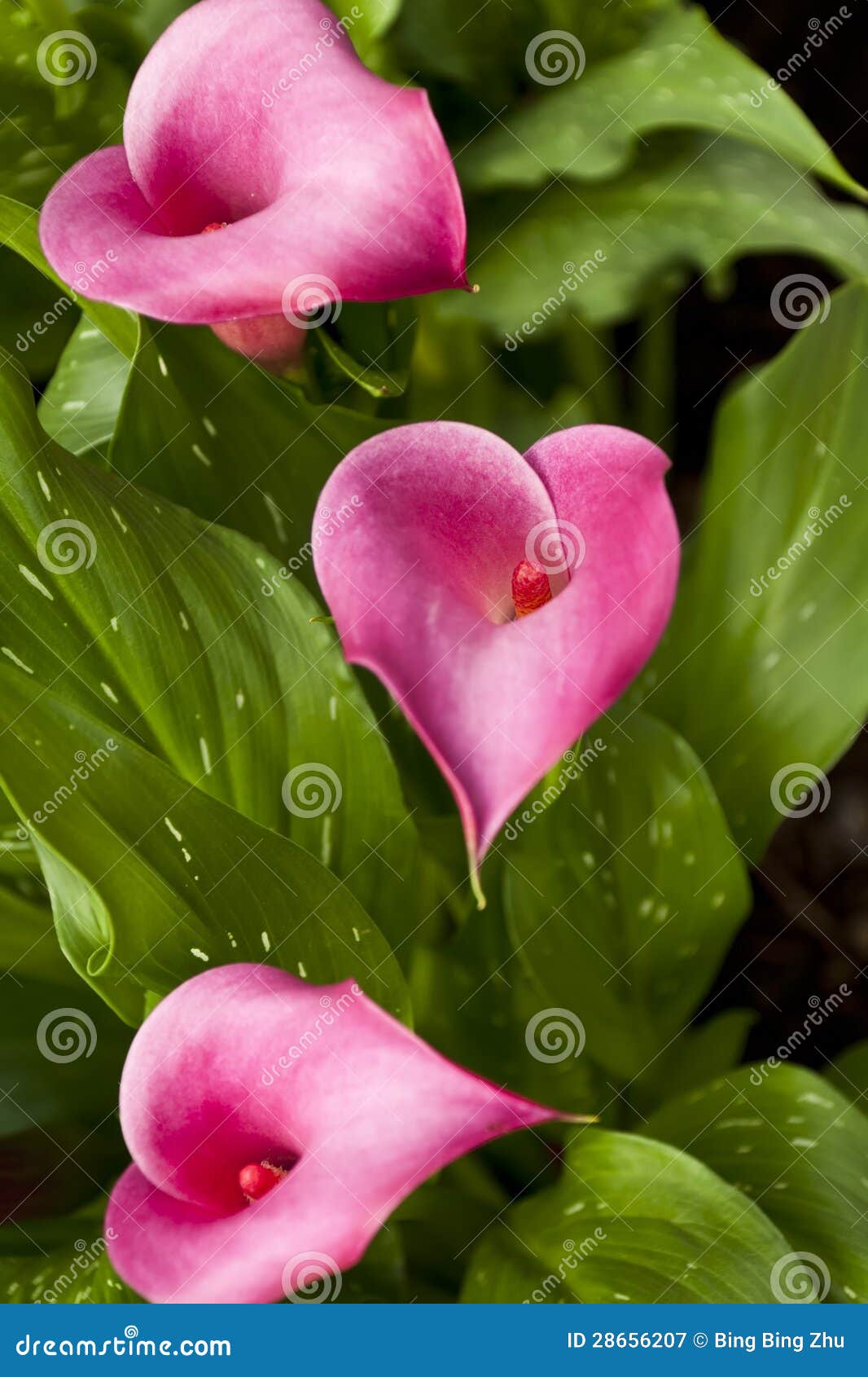 Rosa Calla lilys stockbild. Bild von farbe, lilie, calla - 28656207
