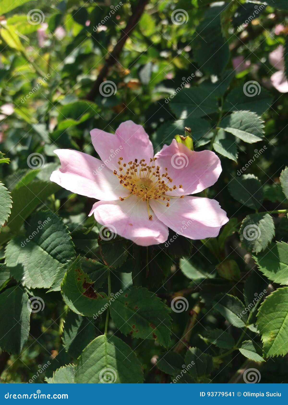 Rosa Canina Dog Rose stock image. Image of rosa, canina - 93779541