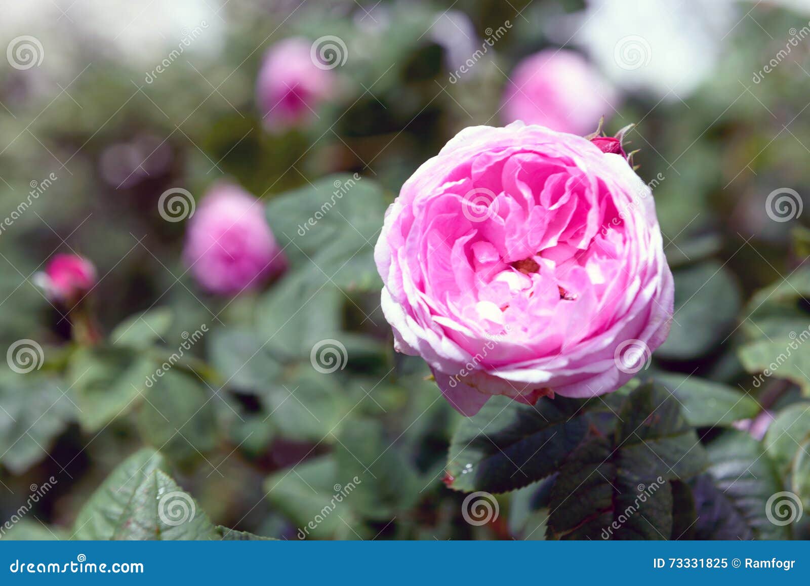 Rosa centifolia flower stock image. Image of macro, natural - 73331825