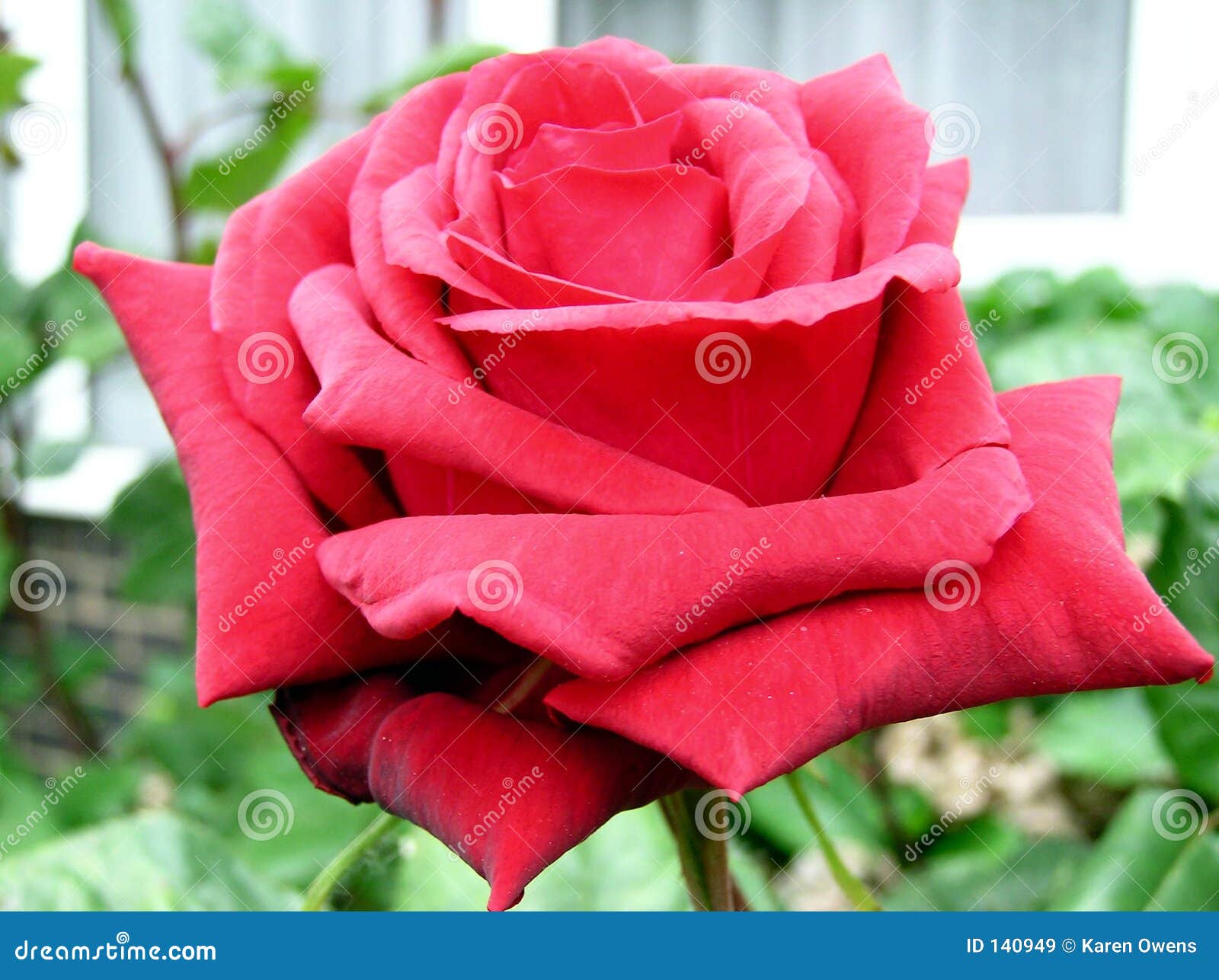 Rosa Cerise immagine stock. Immagine di fiore, profumo - 140949