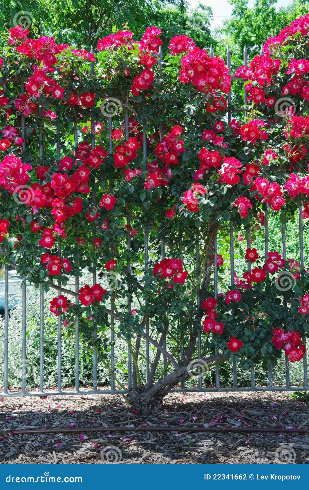 Rosa cespuglio fotografia stock. Immagine di bello, coltivato - 22341662