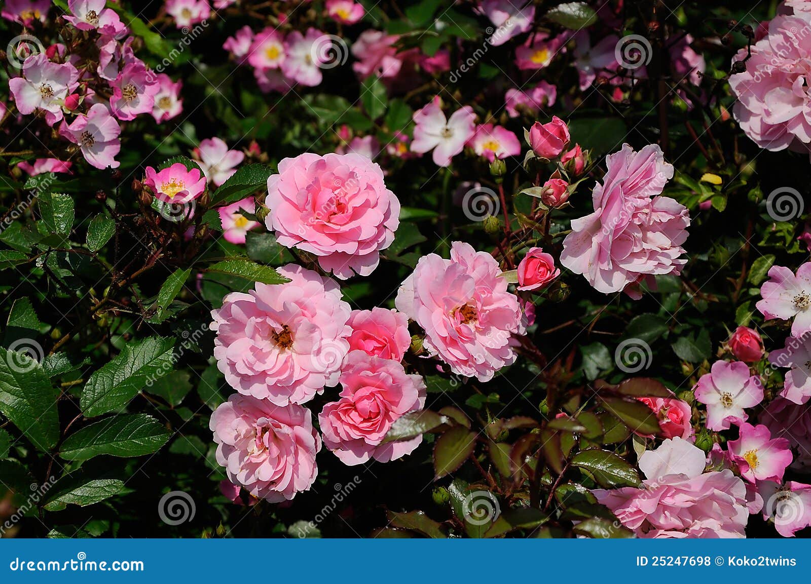 Rosa cespuglio fotografia stock. Immagine di giardiniere - 25247698