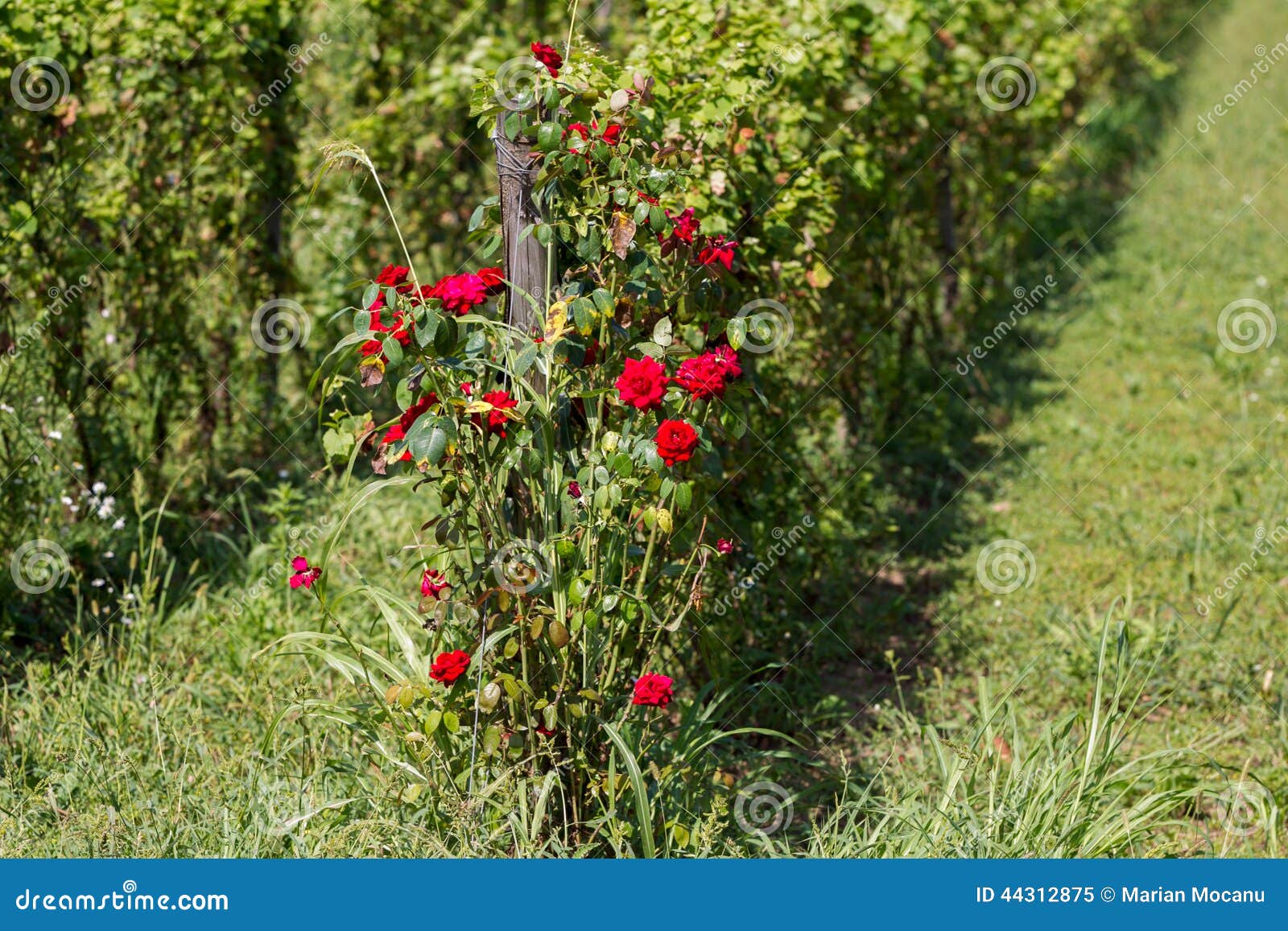 Rosa cespuglio rossa immagine stock. Immagine di rosa - 44312875