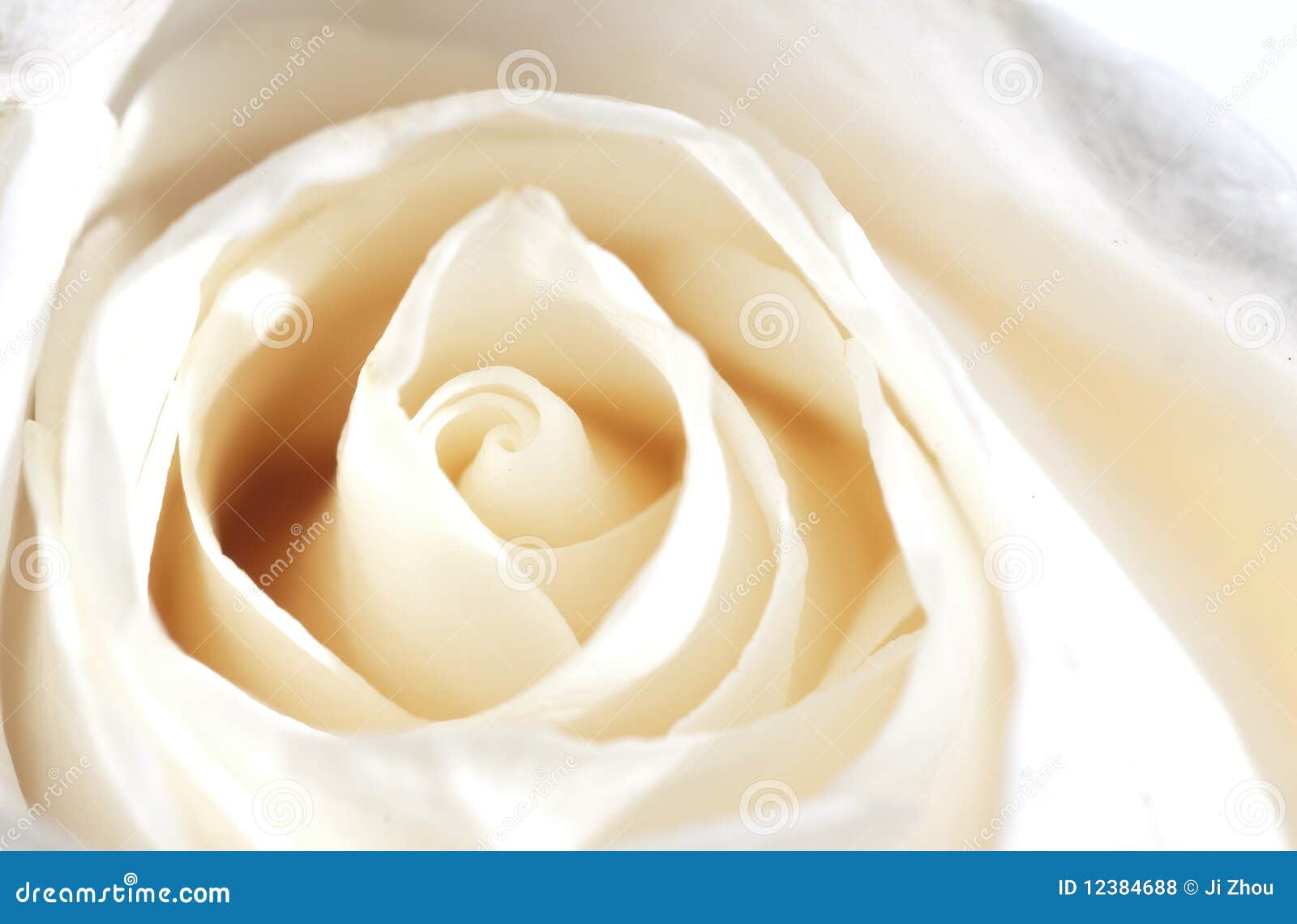 Rosa Champagne stock photo. Image of floral, nature, gift - 12384688