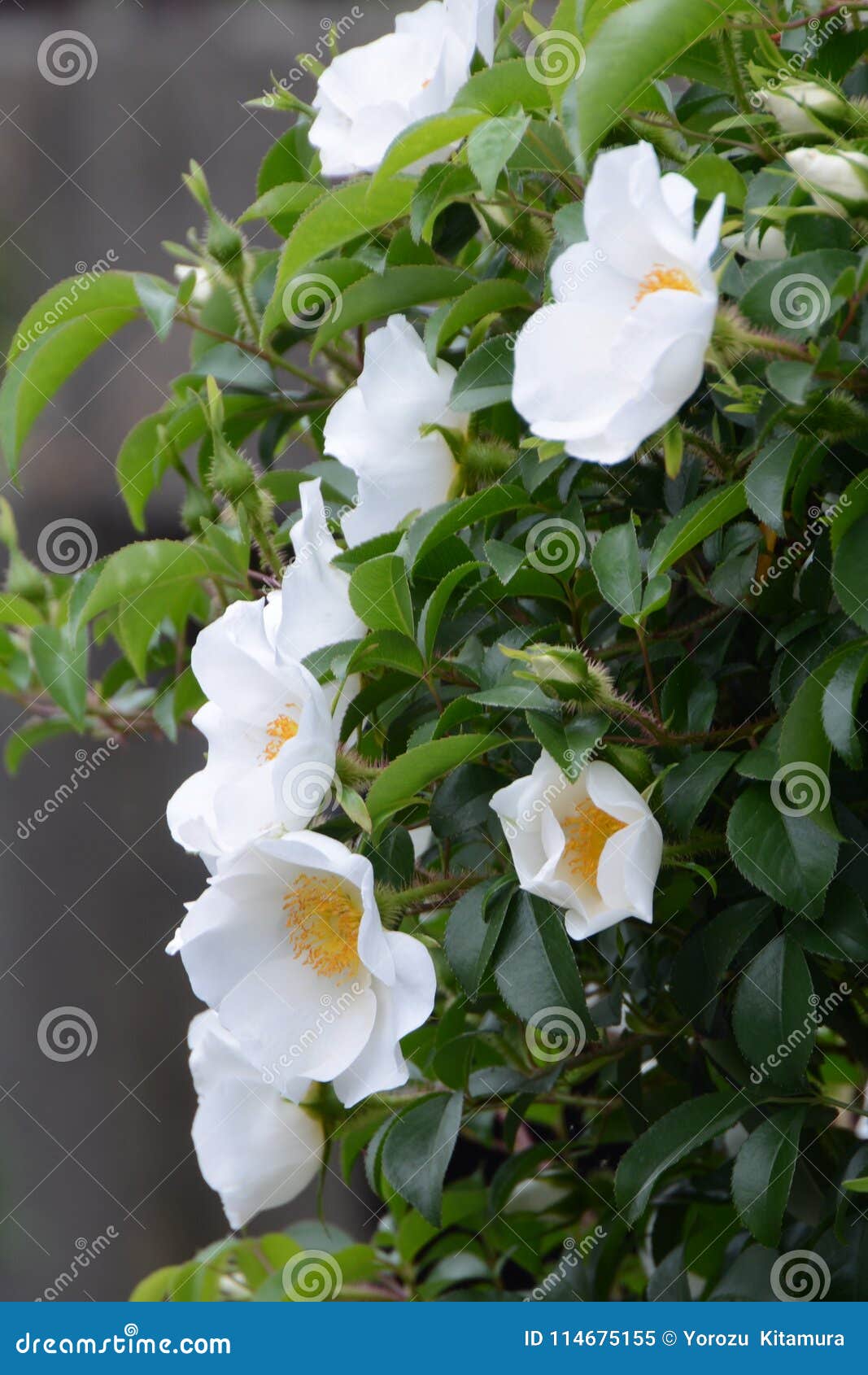 104 Cherokee Rose Fotos de stock - Fotos libres de regalías de Dreamstime