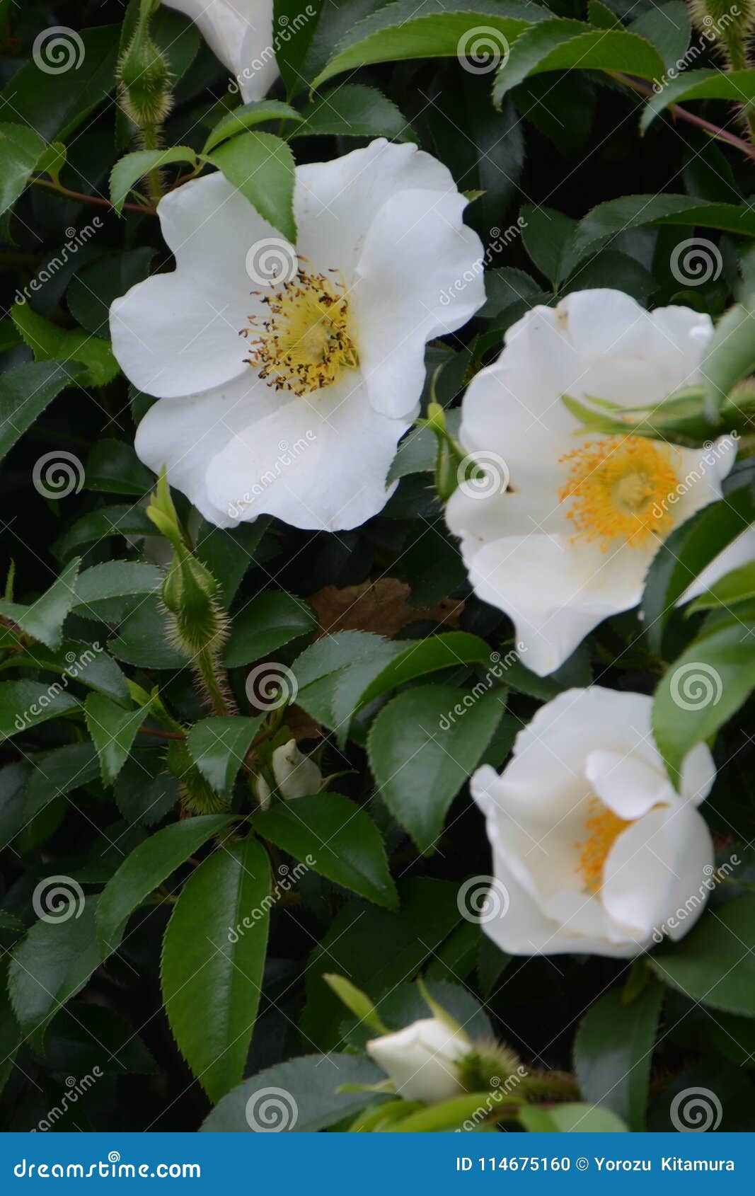Rosa cherokee foto de archivo. Imagen de escalada, cubo - 114675160