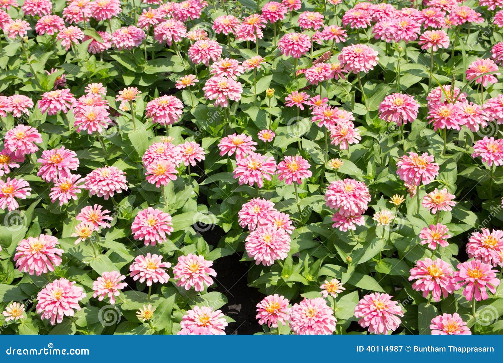 Rosa Chrysanthemen-Blumen-Sommer-Feld Stockbild - Bild von knospe, grün ...