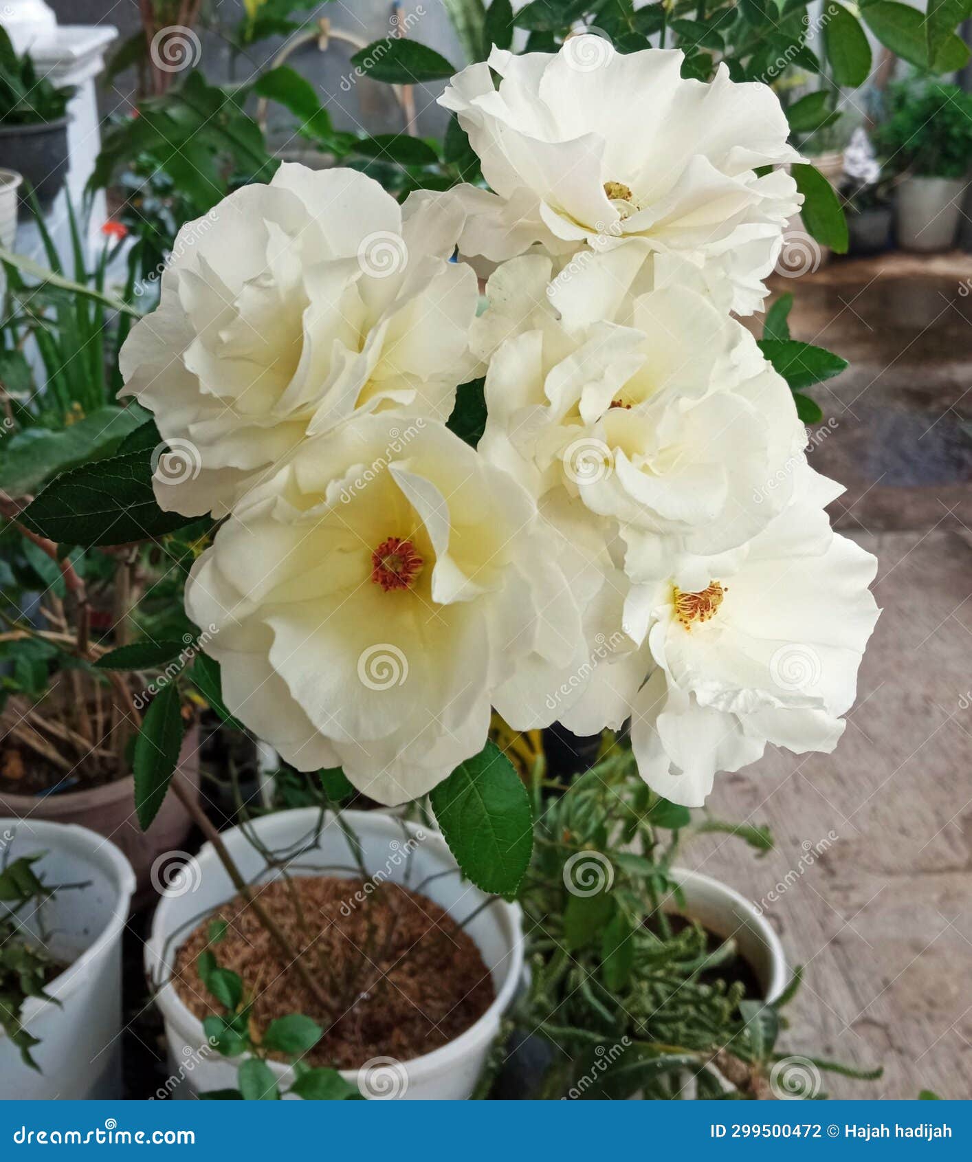 Rosa & X27;Climbing Iceberg& X27; Stock Photo - Image of icebergrose ...