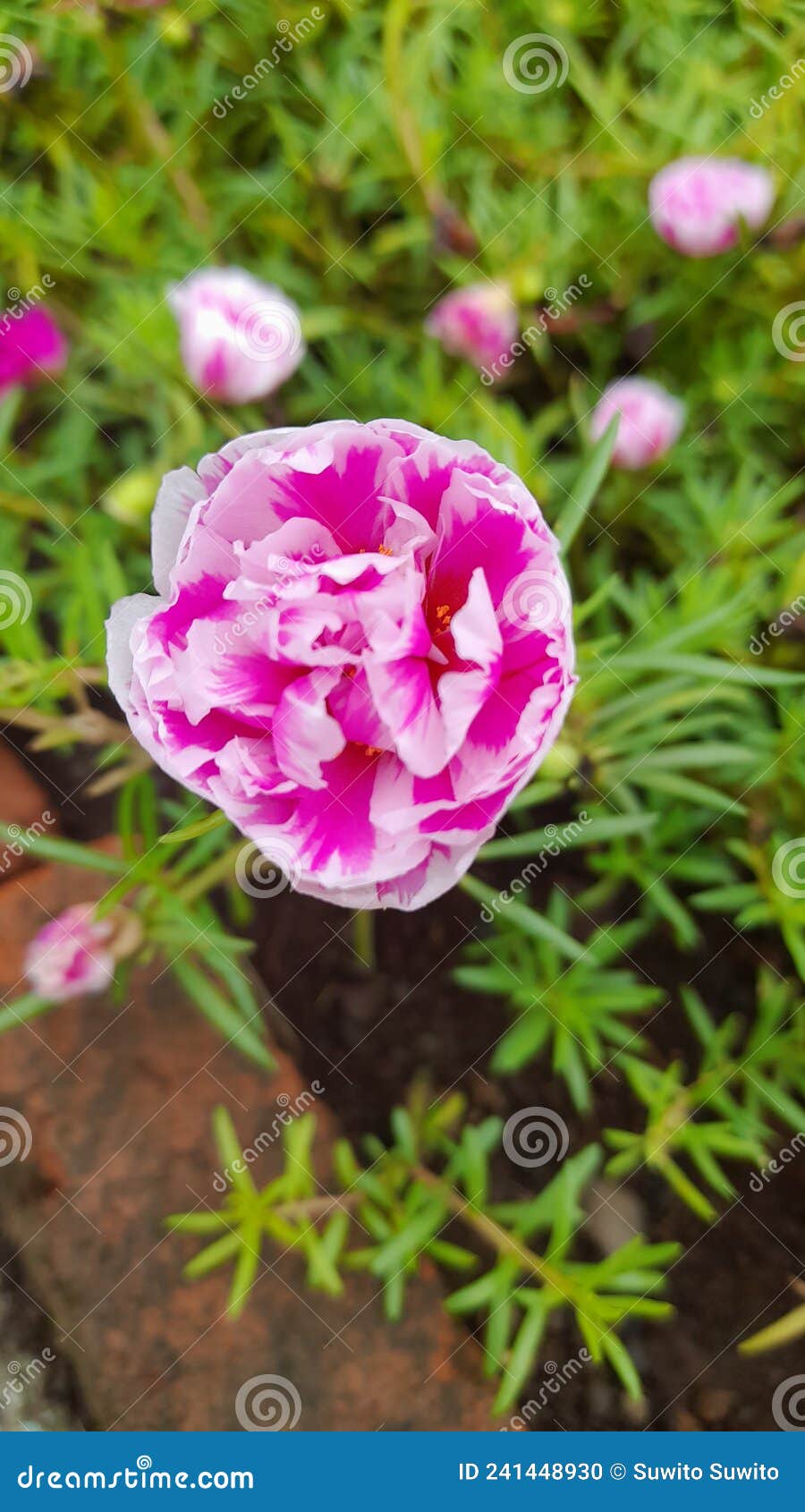 Rosa Colores De Musgo Rosa Blanco Foto de archivo - Imagen de blanco ...