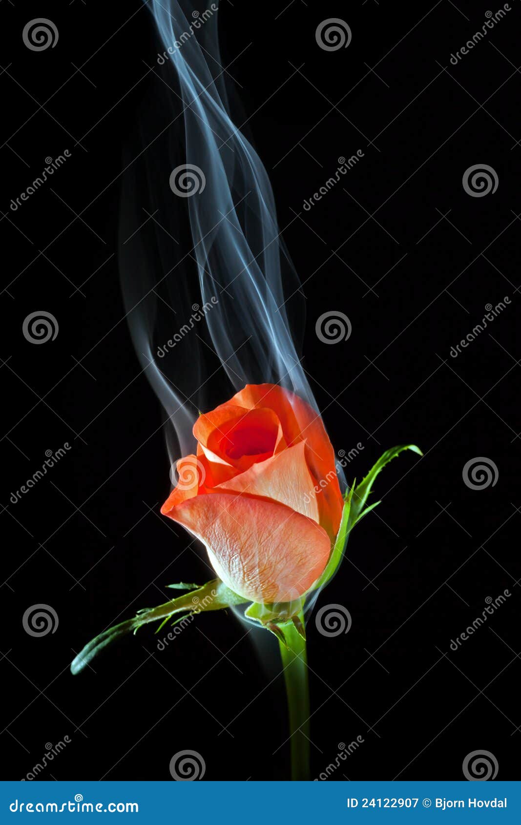Rosa com fumo imagem de stock. Imagem de bonito, inflamante - 24122907