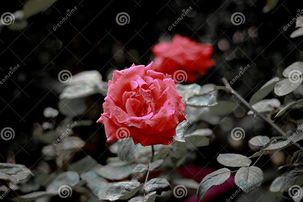 Rosa Rosa Rosa Com Fundo Verde Escuro Foto de Stock - Imagem de planta ...