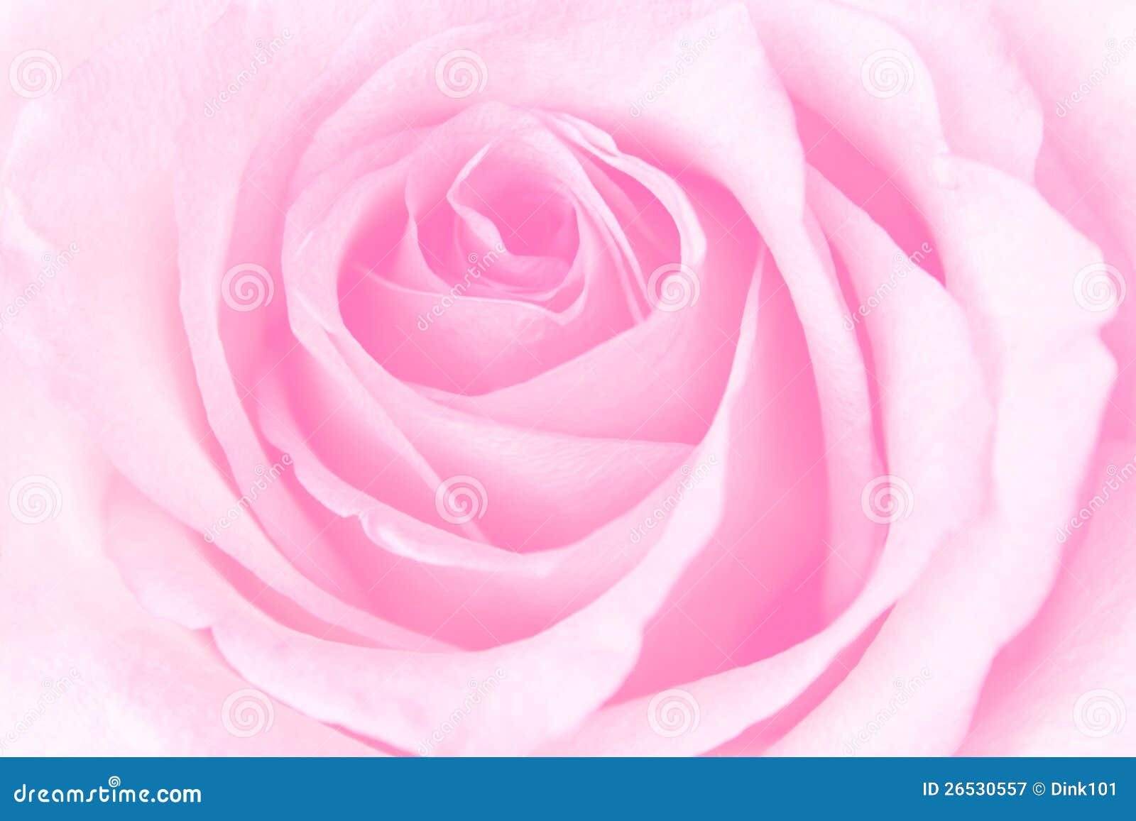 Rosa cor-de-rosa bonita imagem de stock. Imagem de jardinar - 26530557