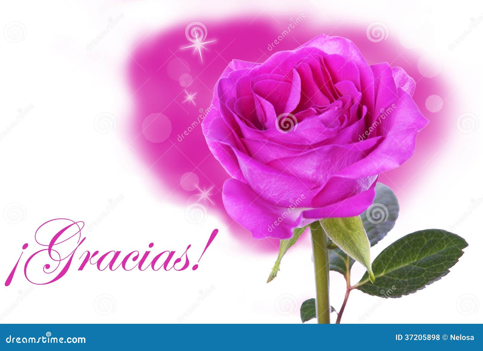 Rosa Cor-de-rosa Com Gracias Foto de Stock - Imagem de cumprimentos ...