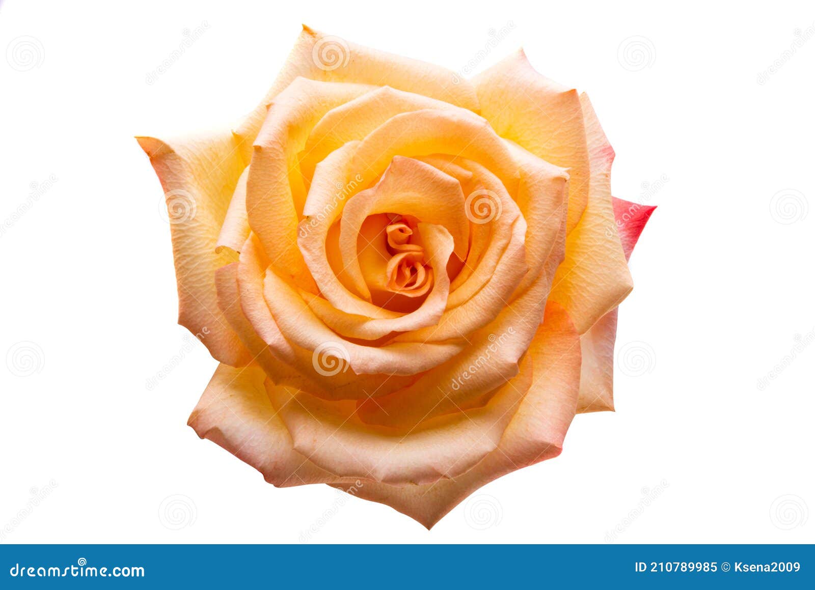 Rosa crema aislada imagen de archivo. Imagen de hermoso - 210789985