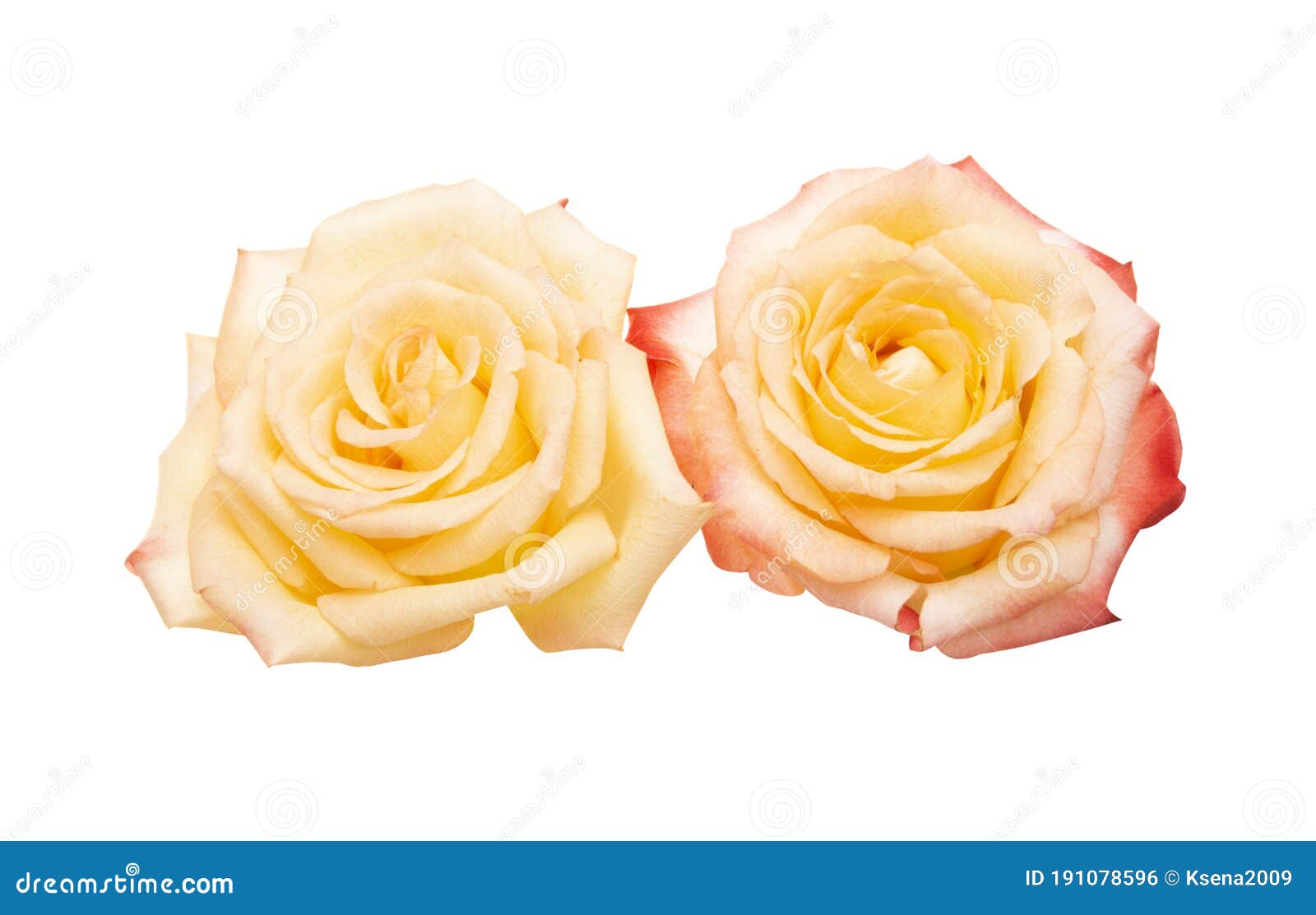 Rosa crema aislada foto de archivo. Imagen de hermoso - 191078596