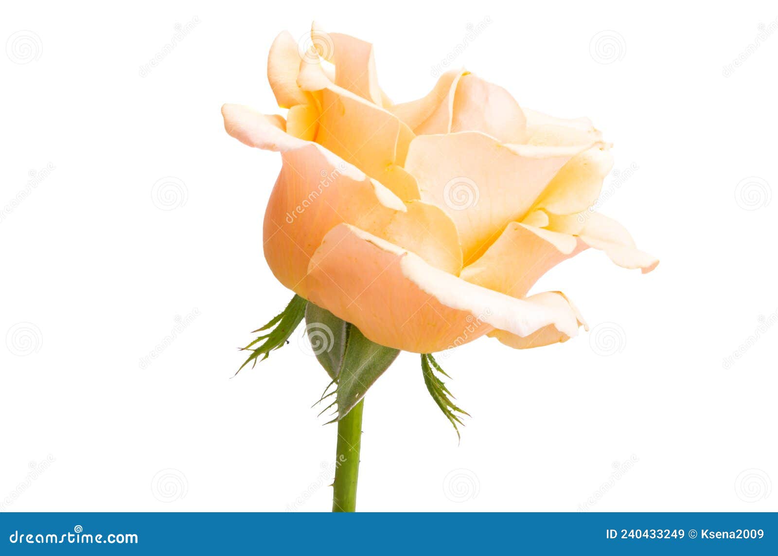 Rosa crema aislada imagen de archivo. Imagen de amarillento - 240433249