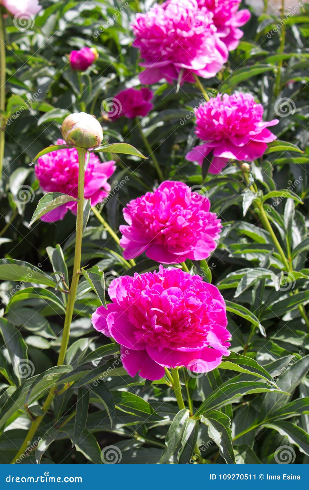 Rosa da flor da peônia imagem de stock. Imagem de jardinar - 109270511