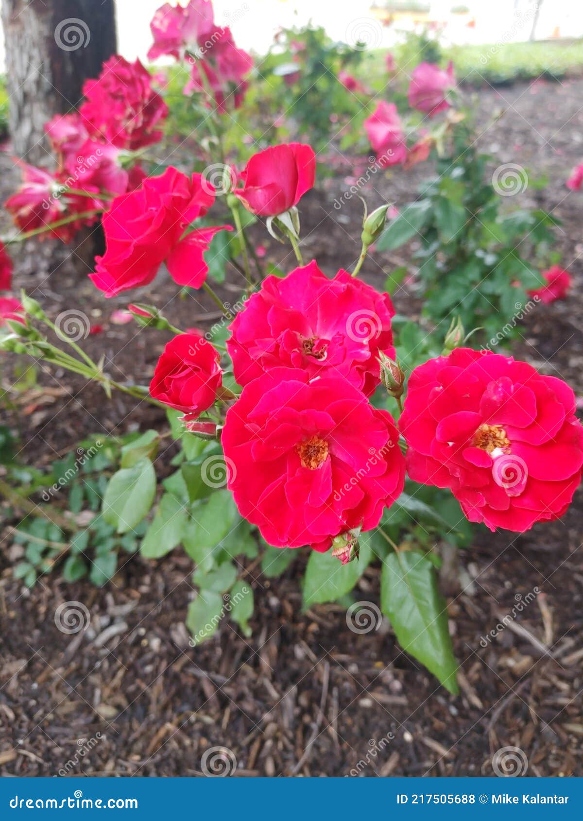 Rosa de concha houston foto de archivo. Imagen de planta - 217505688